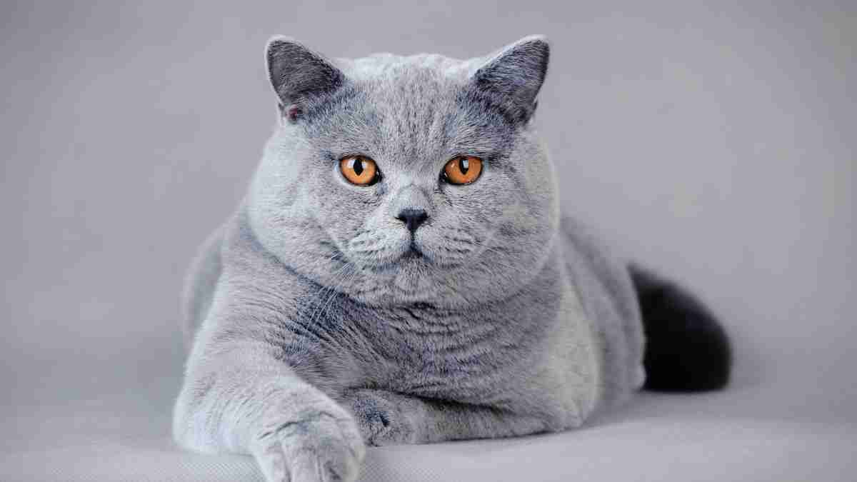 √ Kucing British Shorthair: Fakta Unik dan Harganya - Anak Bulu