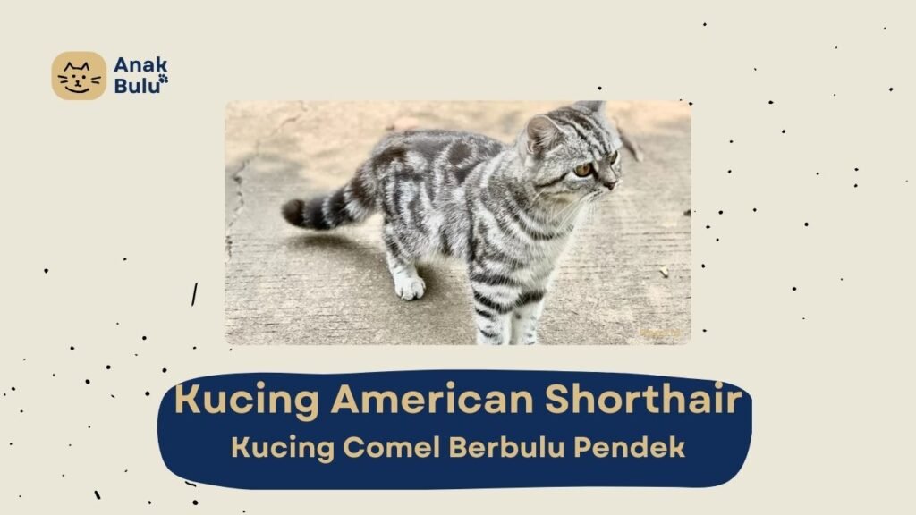 √ Top 17 Baka Kucing Paling Popular di Malaysia 2026 - AnakBulu