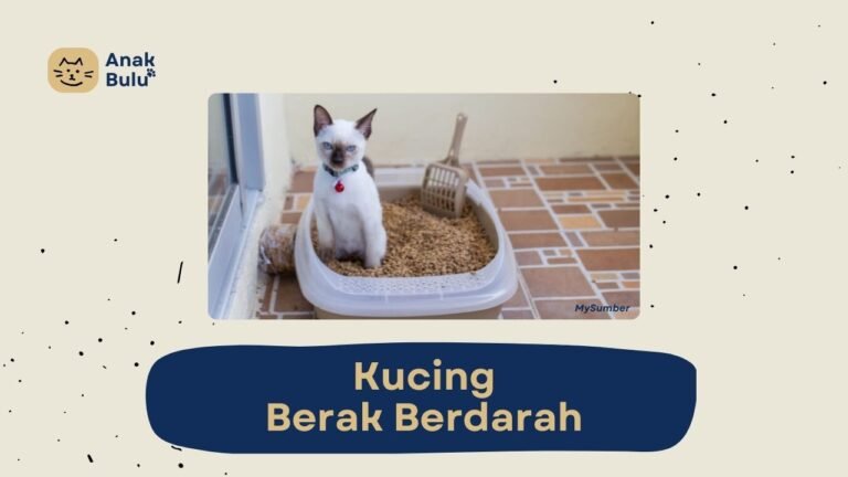 √ 9 Punca Kucing Berak Berdarah & Cara Kenalinya - Anak Bulu