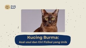 √ Top 17 Baka Kucing Paling Popular di Malaysia 2026 - AnakBulu