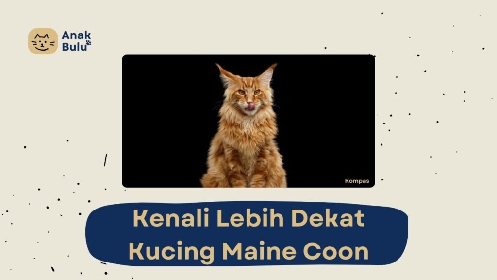 √ Kenali Lebih dekat Kucing Maine Coon: Asal-Usul, dan Ciri Fizikal ...