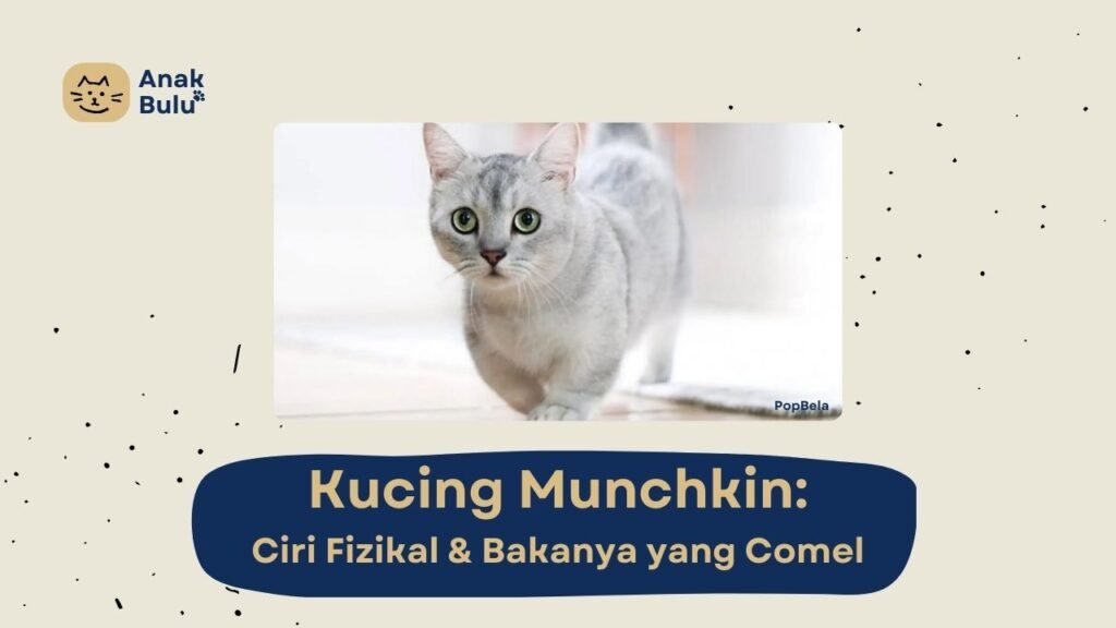 √ Kenali Kucing Munchkin: Ciri Fizikal dan Baka Munnckin yang Comel ...