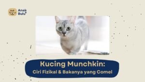 √ Kenali Kucing Munchkin: Ciri Fizikal dan Baka Munnckin yang Comel ...