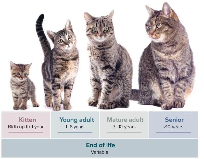 Kepentingan Mengetahui Jangka Hayat Kucing Anak Bulu Kepentingan Mengetahui Jangka Hayat Kucing Anak Bulu