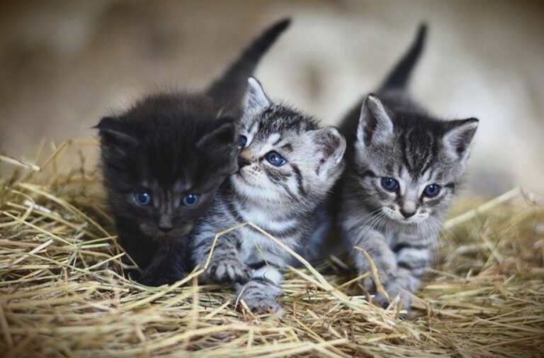 √ Kenali Sifat Kucing Kampung dan Ciri Fizikalnya yang Unik - Anak Bulu
