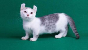√ Kenali Kucing Munchkin: Ciri Fizikal dan Baka Munnckin yang Comel ...