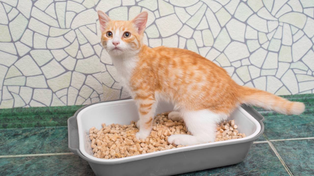√ 9 Punca Kucing Berak Berdarah & Cara Kenalinya - Anak Bulu