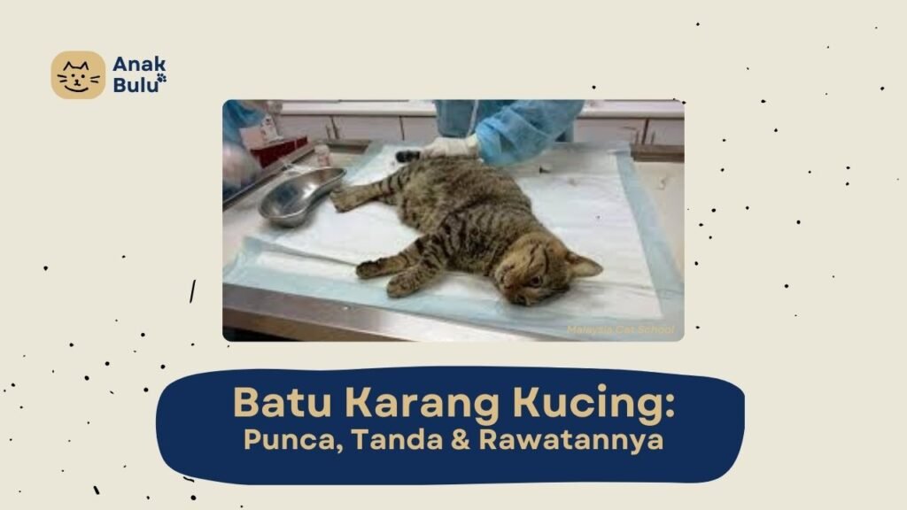 √ Batu Karang Kucing: Punca, Tanda & Rawatannya - Anak Bulu