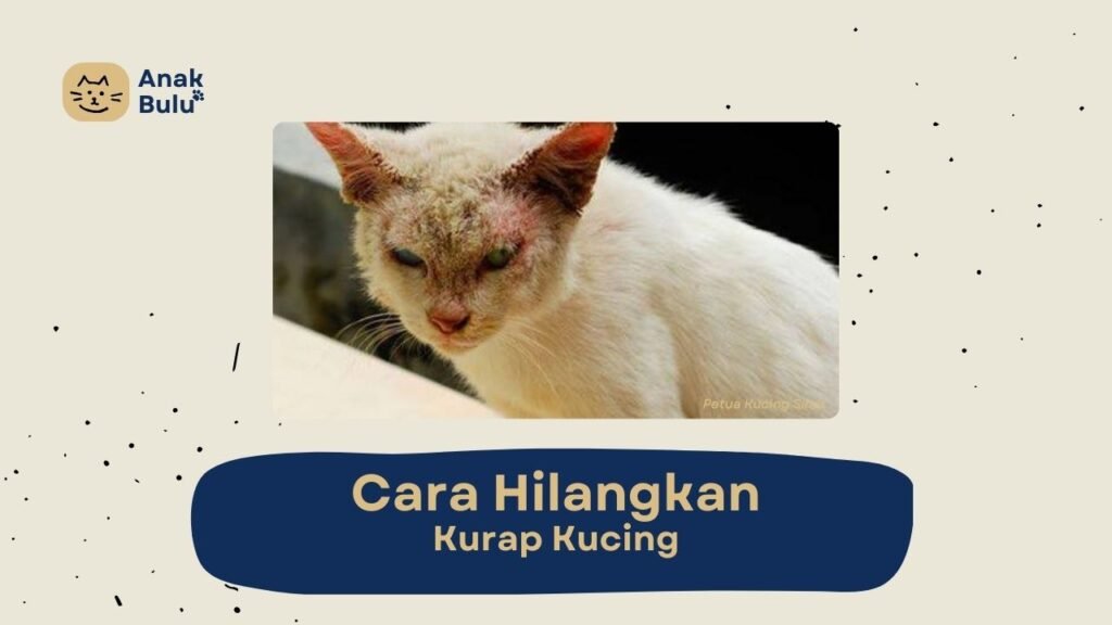 √ Cara Hilangkan Kurap Kucing Guna Ubat Maupun Cara Tradisional yang ...