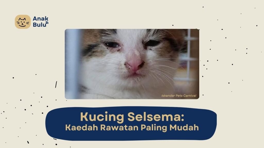 √ Kaedah Rawatan Kucing Selsema Paling Mudah! - Anak Bulu